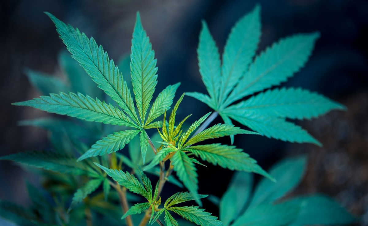 How Genetic Innovation is Shaping the Future of Cannabis Products ...